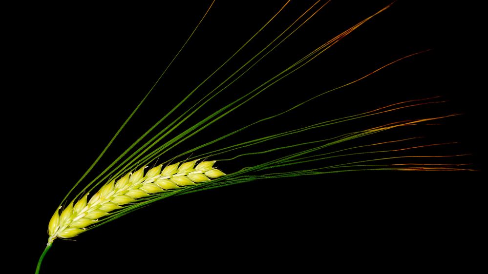 zweizeilige Wintergerste.... Foto & Bild | nature, outdoor, natur ...