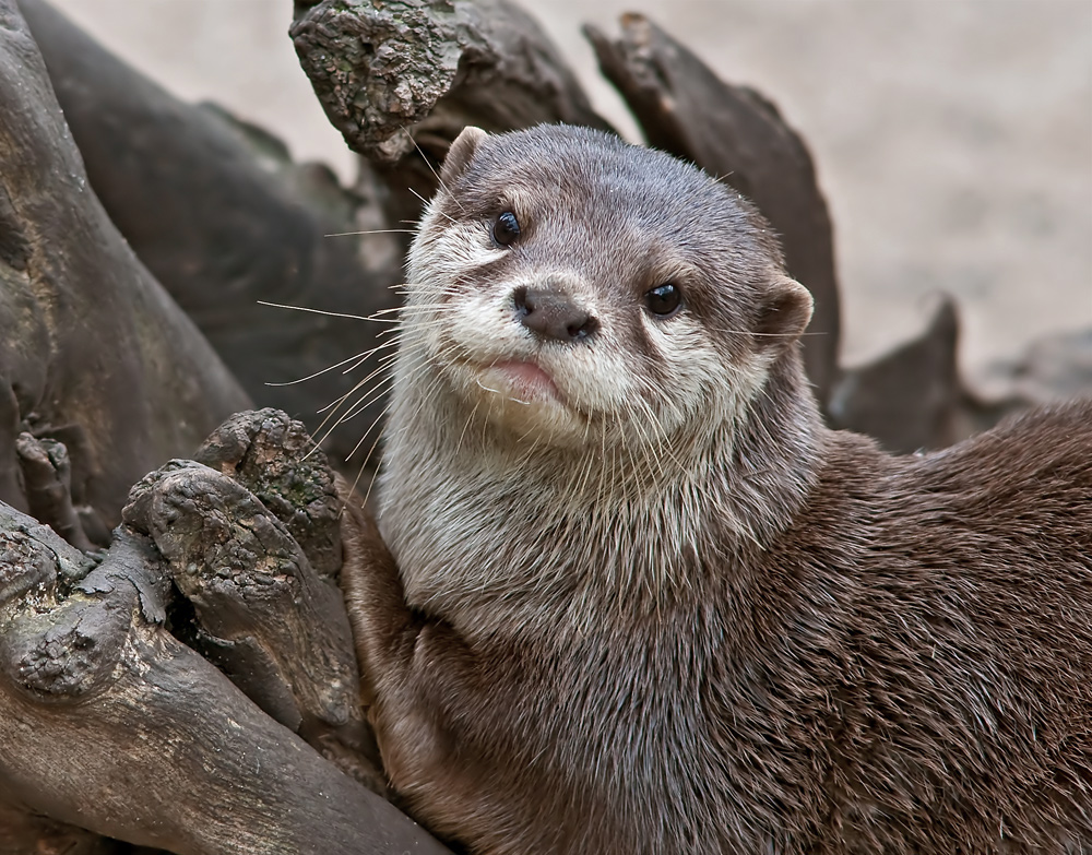 Zwerg Foto & Bild | tiere, zoo, wildpark & falknerei, säugetiere Bilder ... Zwerg Foto & Bild | tiere, zoo, wildpark & falknerei, säugetiere Bilder ...