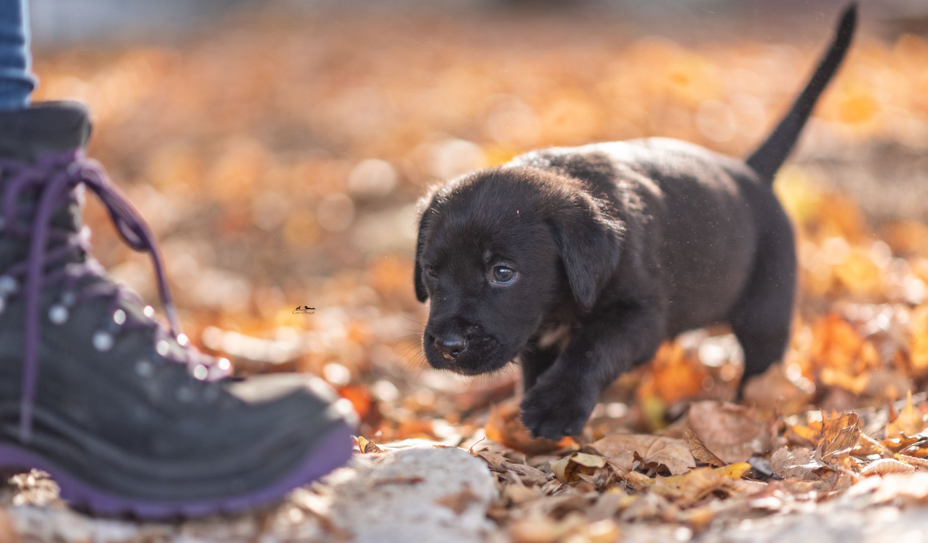 Zwerg Foto & Bild | tiere, haustiere, hunde Bilder auf fotocommunity Zwerg Foto & Bild | tiere, haustiere, hunde Bilder auf fotocommunity