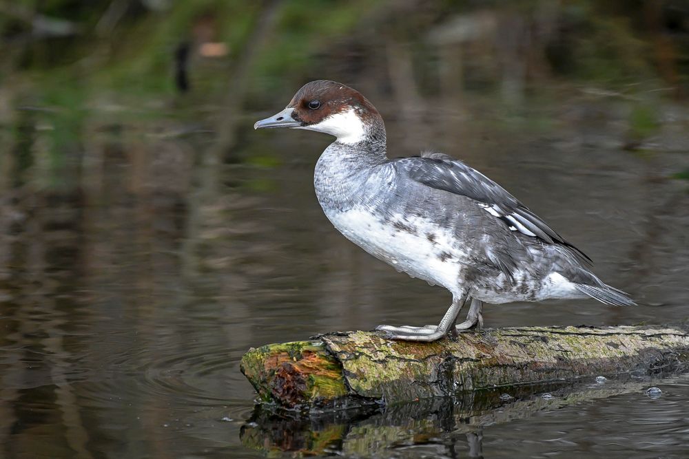 Zwerg Foto & Bild | tiere, wildlife, wild lebende vögel Bilder auf ...