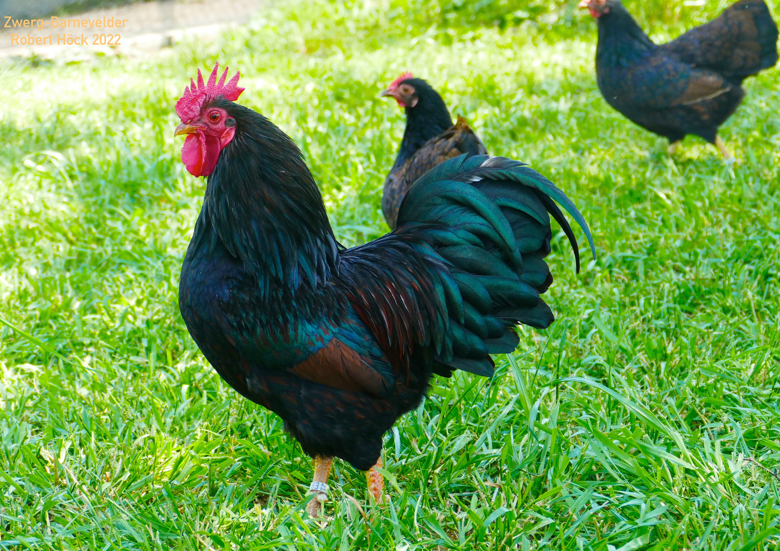 Zwerg Barnevelder Hahn Braun-Schwarz-Doppeltgesäumt, by Robert Höck ...