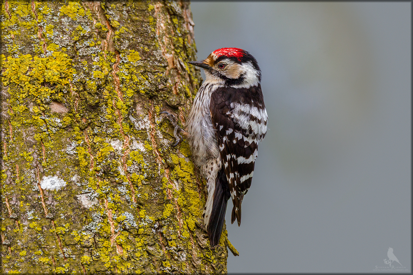 Zwerg Foto & Bild | tiere, wildlife, wild lebende vögel Bilder auf ...