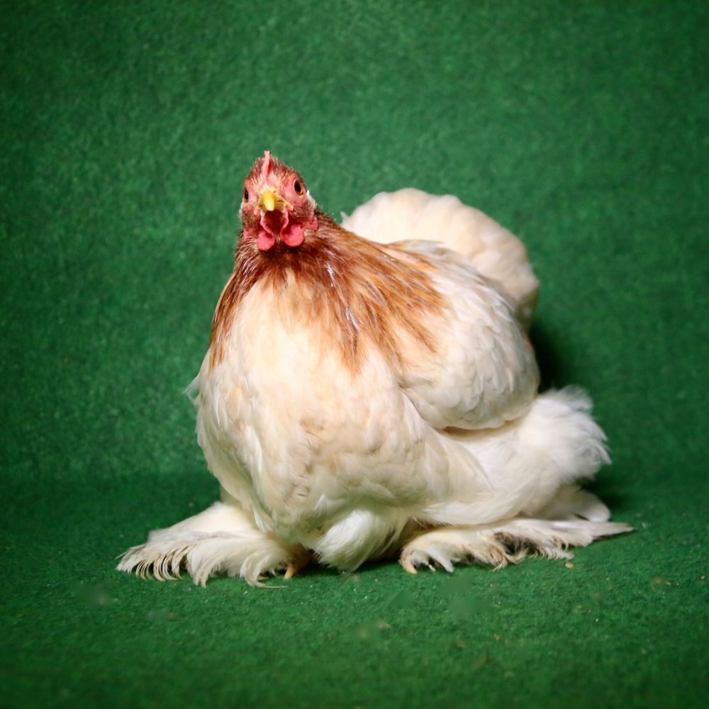 Zwerg Cochin Henne in Gold weizenfarbig Foto & Bild | natur, gold ...