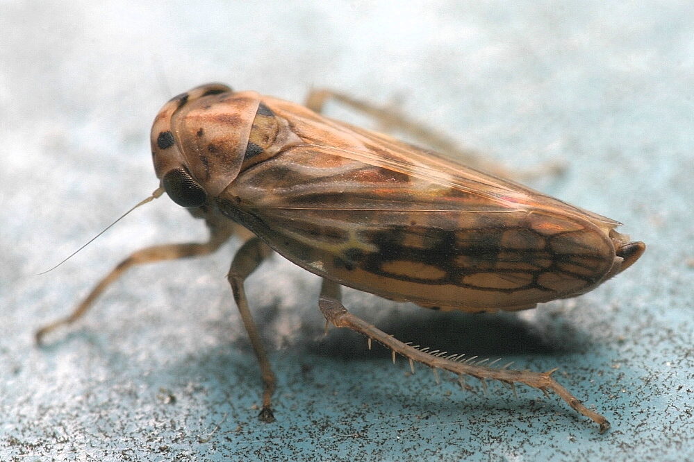 Zwerg Foto & Bild | tiere, wildlife, insekten Bilder auf fotocommunity Zwerg Foto & Bild | tiere, wildlife, insekten Bilder auf fotocommunity