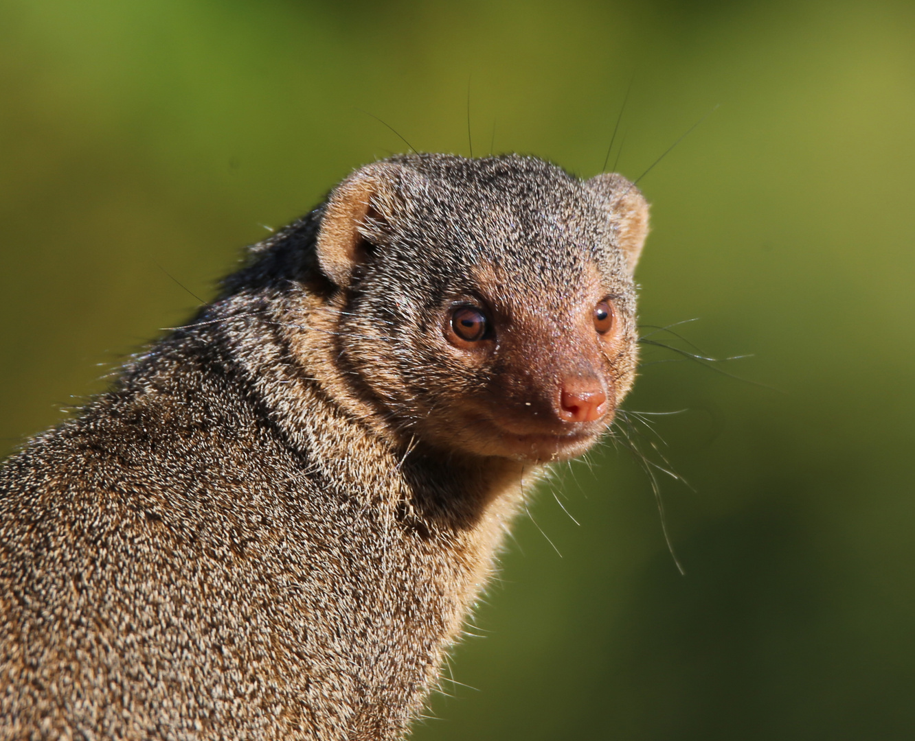 Zwerg-Manguste Foto & Bild | tiere, zoo, wildpark & falknerei ...