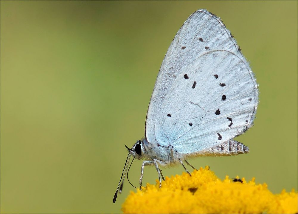 Zwerg Nase.. Foto & Bild | tiere, wildlife, schmetterlinge Bilder auf ... Zwerg Nase.. Foto & Bild | tiere, wildlife, schmetterlinge Bilder auf ...