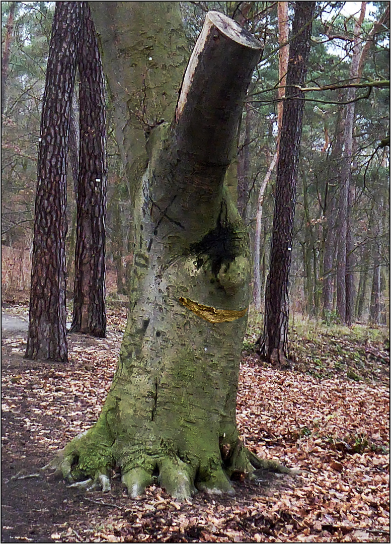 Zwerg oder Riese? Foto & Bild | bäume, baum, natur Bilder auf fotocommunity
