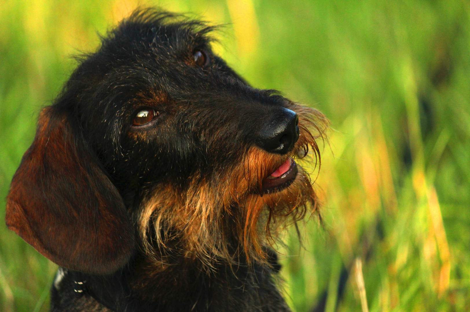 Zwerg - Rauhaardackel (Teckel) in Pose... Foto & Bild | tiere ...