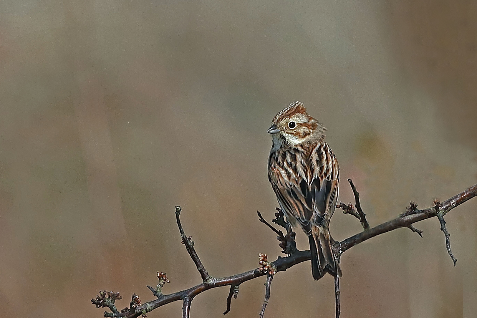 Zwergammer (Emberiza pusilla) Foto & Bild | singvögel, natur, vögel Bilder auf fotocommunity