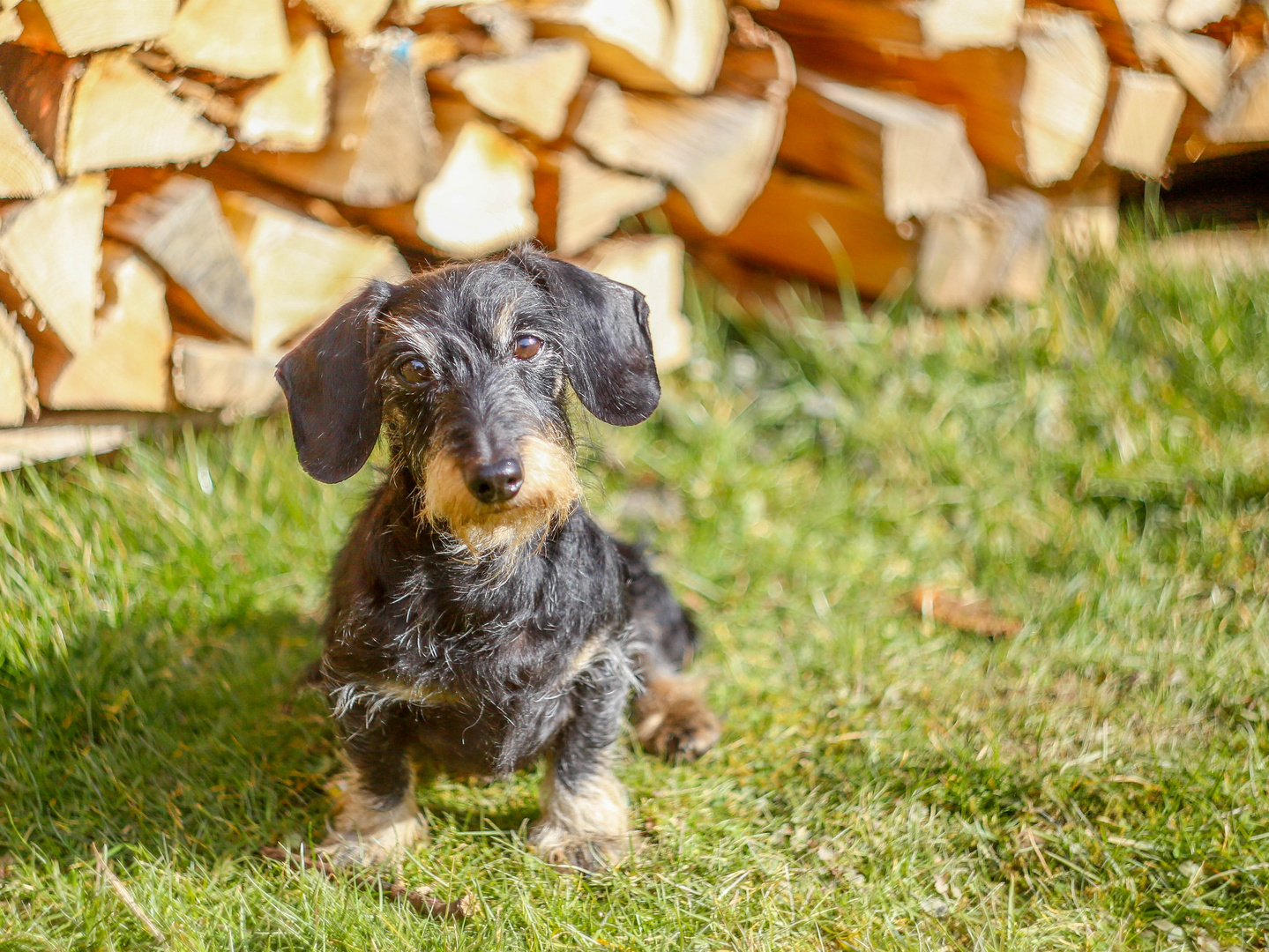 Zwergdackel Merlin Foto & Bild | tiere, haustiere, hunde Bilder auf ...