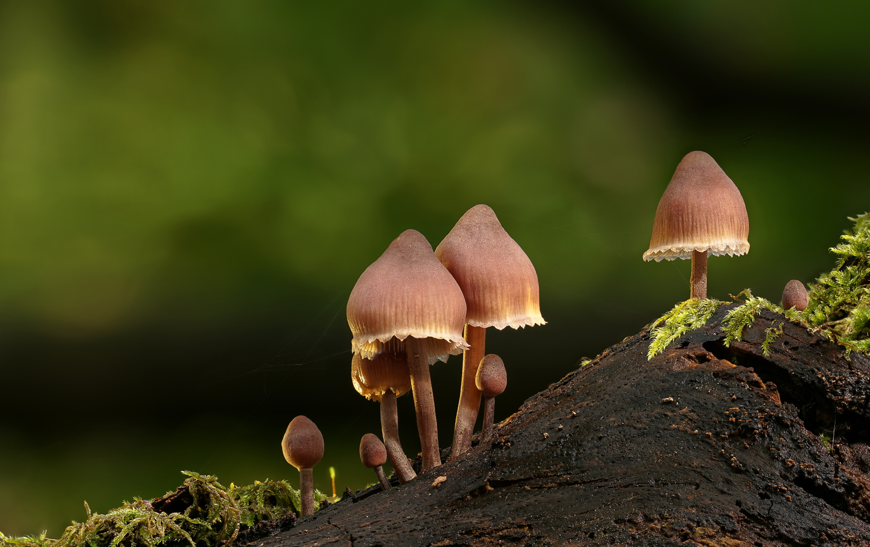Zwerge Foto & Bild | wald, makro, licht Bilder auf fotocommunity
