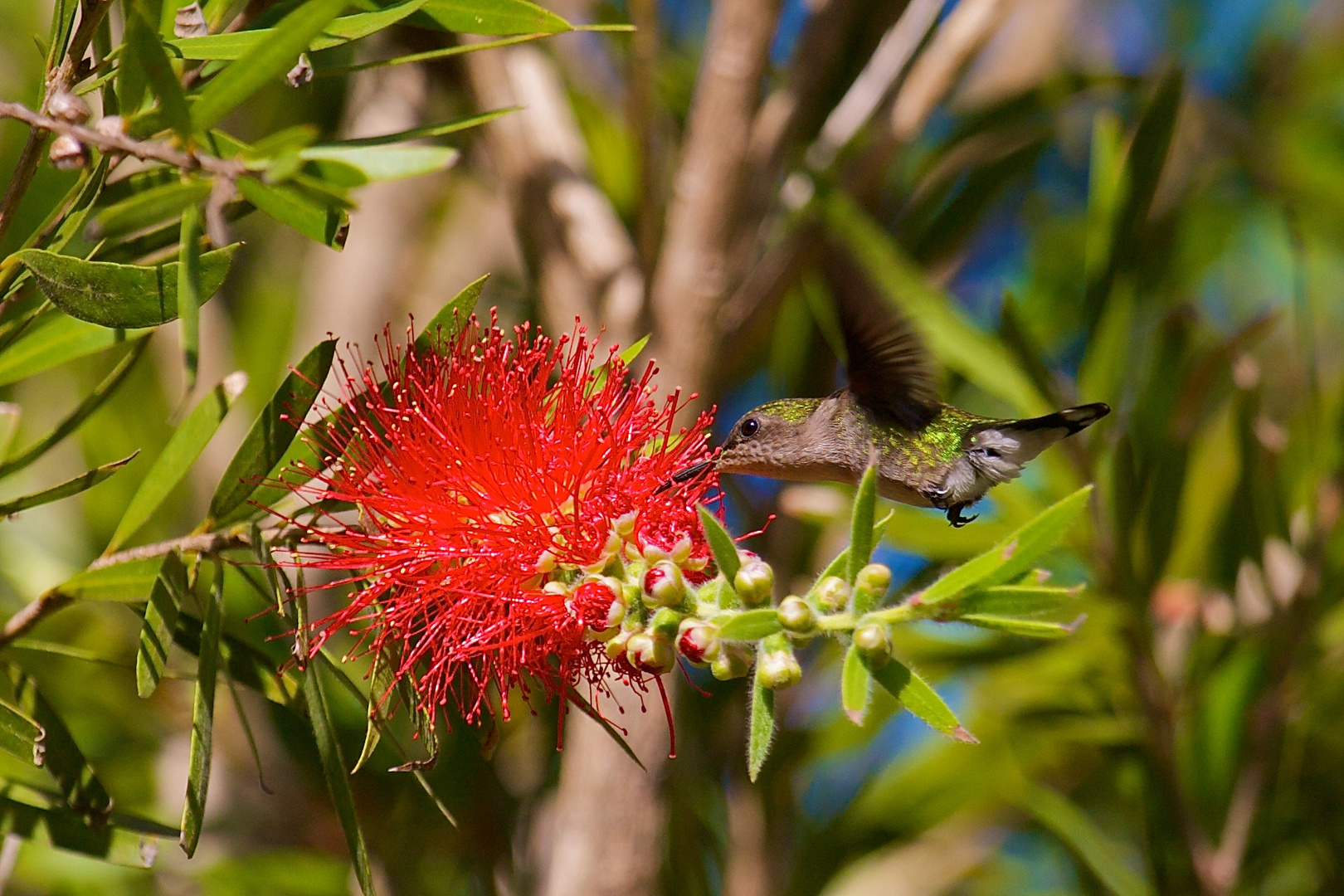 Zwergelfe * Vervain Hummingbird (Mellisuga minima) Foto & Bild | tiere ...