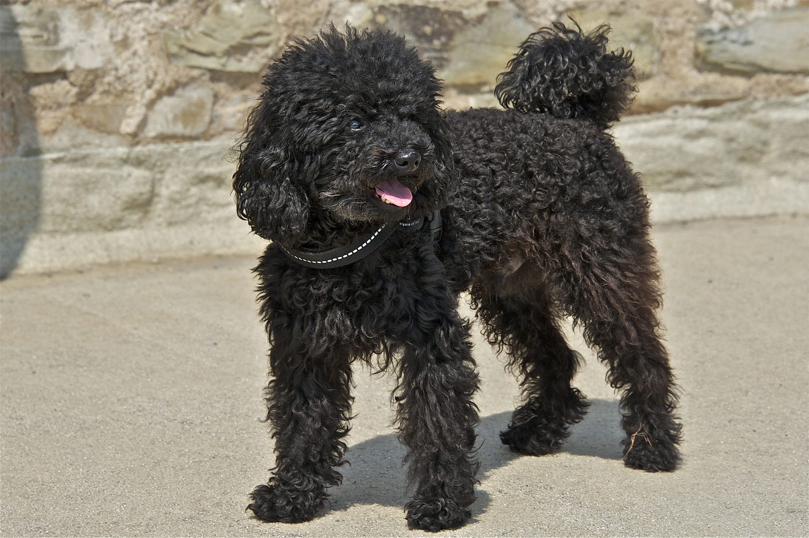 Zwergpudel Foto & Bild | sonstiges, natur und technik, helmut`s fotos ...