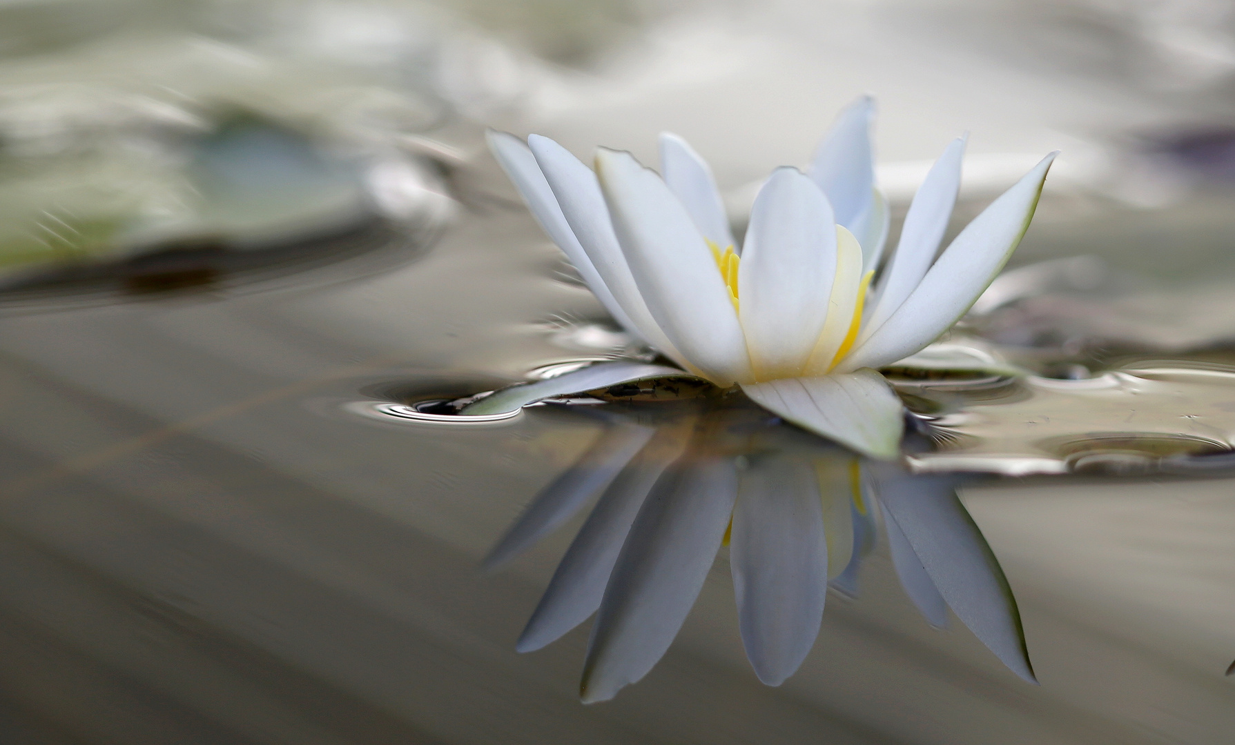 ZwergSeerose Foto & Bild | makro, natur, pflanzen Bilder auf fotocommunity