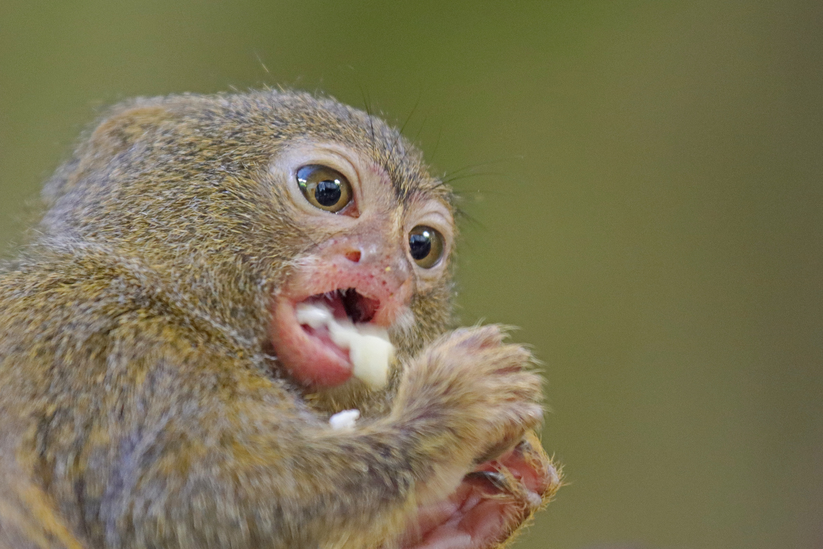 Zwergseidenäffchen... Foto & Bild | natur, tiere, zoo, wildpark ...