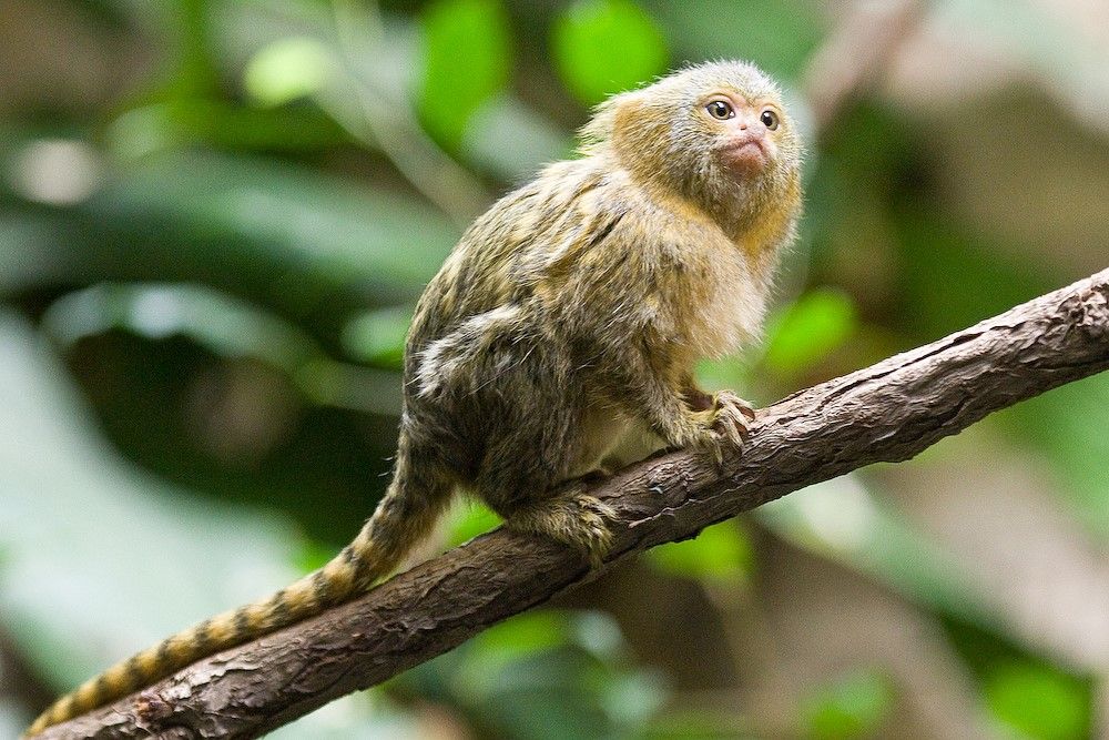 Zwergseidenäffchen Foto & Bild | tiere, zoo, wildpark & falknerei ...