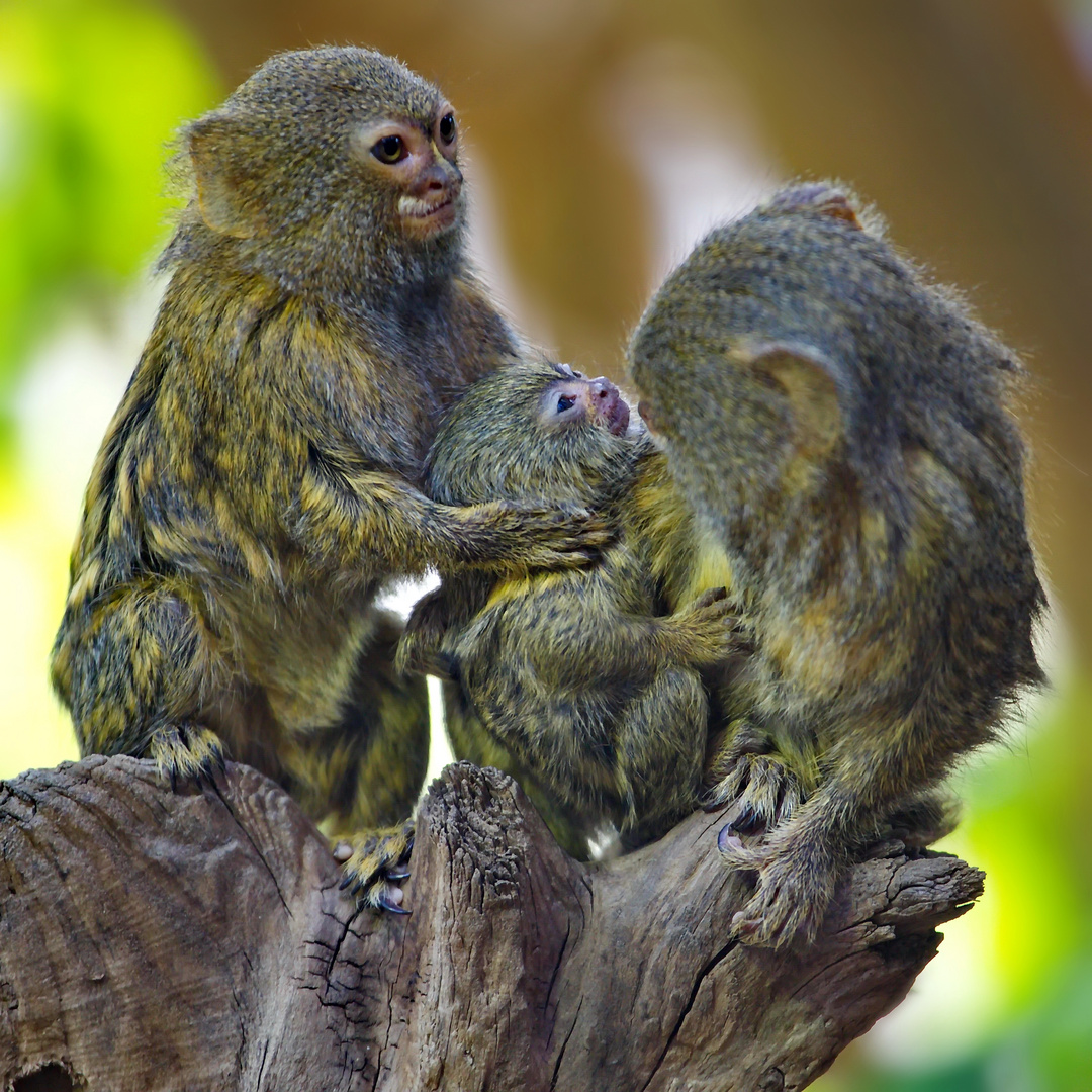 Zwergseidenäffchen Familie Foto & Bild | natur, affen, zoo Bilder auf ...