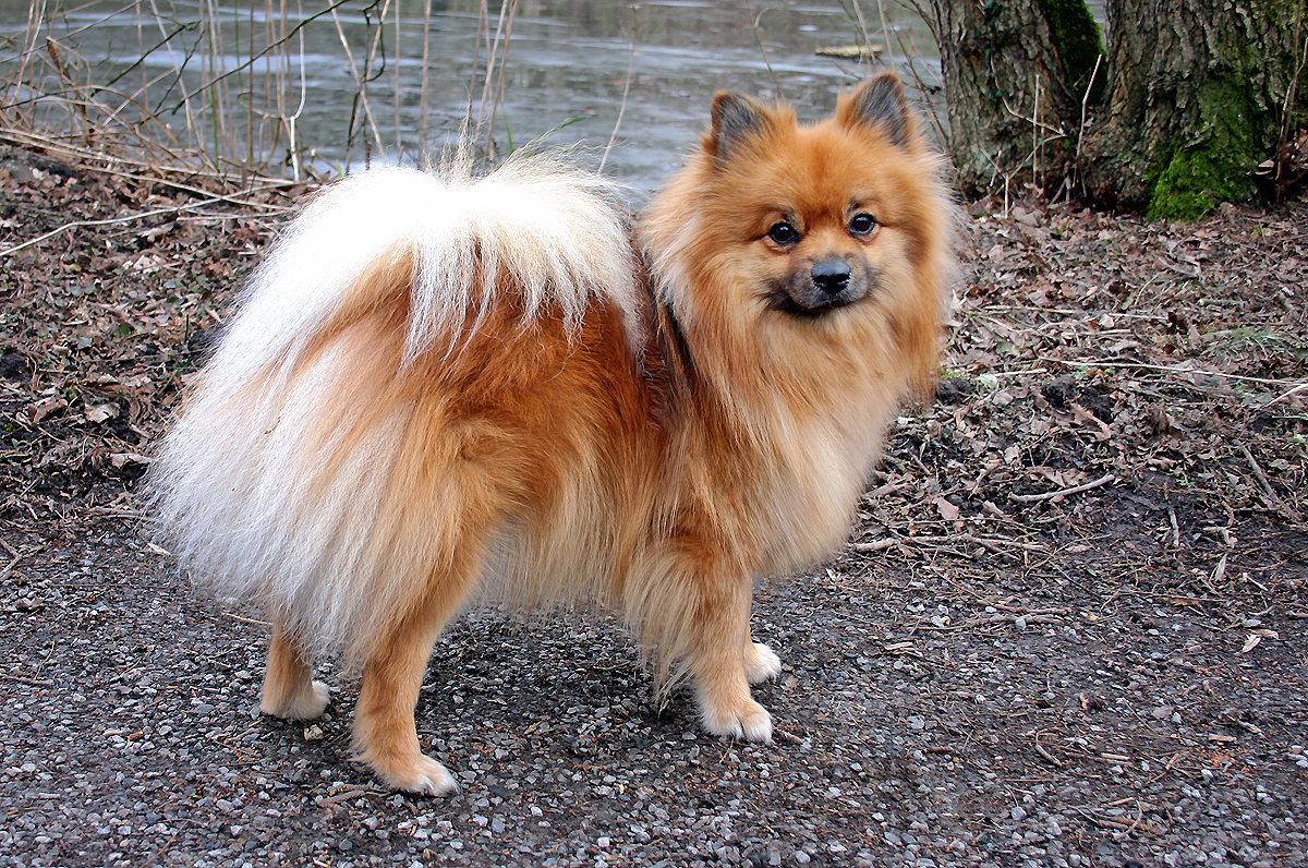 Zwergspitz Foto & Bild | tiere, haustiere, hunde Bilder auf fotocommunity