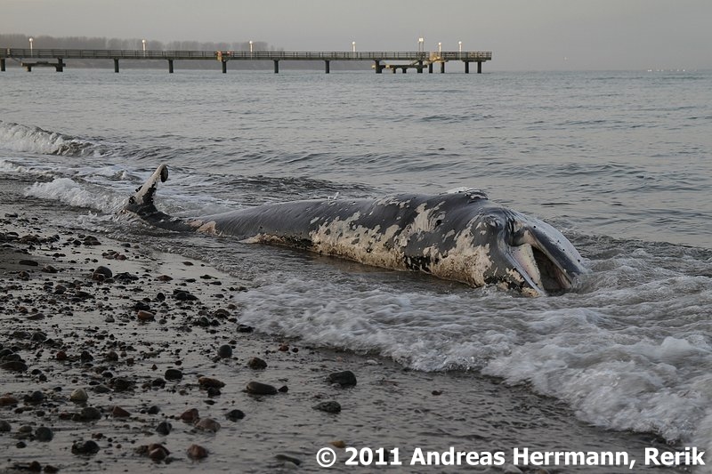 Zwergwal gestrandet Foto & Bild | tiere, wildlife, säugetiere Bilder ...