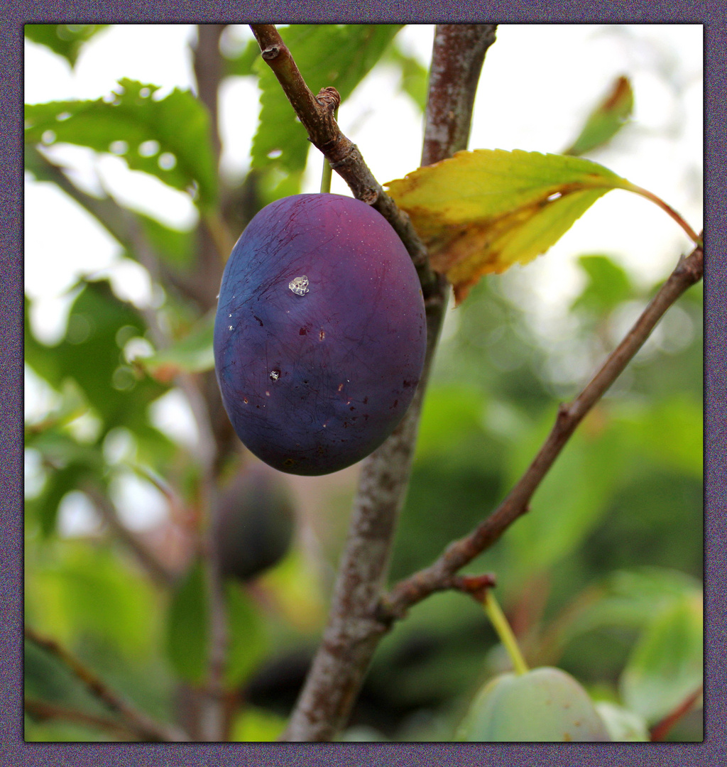 Zwetschge ... Foto & Bild | sommer, baum, lila Bilder auf fotocommunity