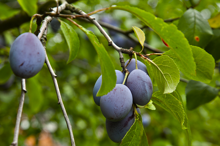 Zwetschge oder Zwetschke Foto & Bild | pflanzen, pilze & flechten ...