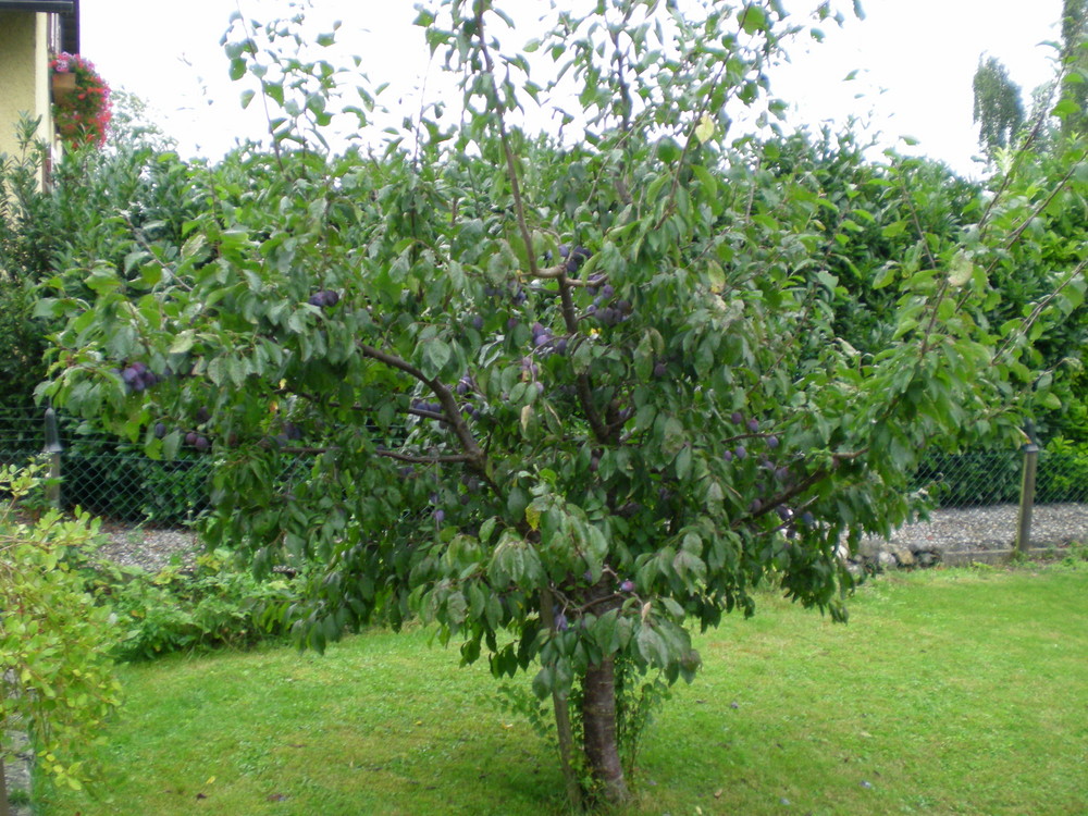 Zwetschgenbaum Foto & Bild | landschaft, garten- & parklandschaften ...