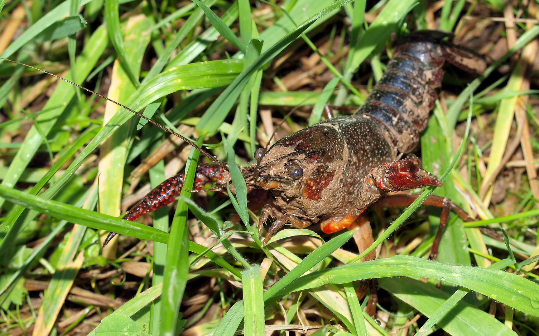 Zwicker Foto & Bild | tiere, wildlife, krebse Bilder auf fotocommunity