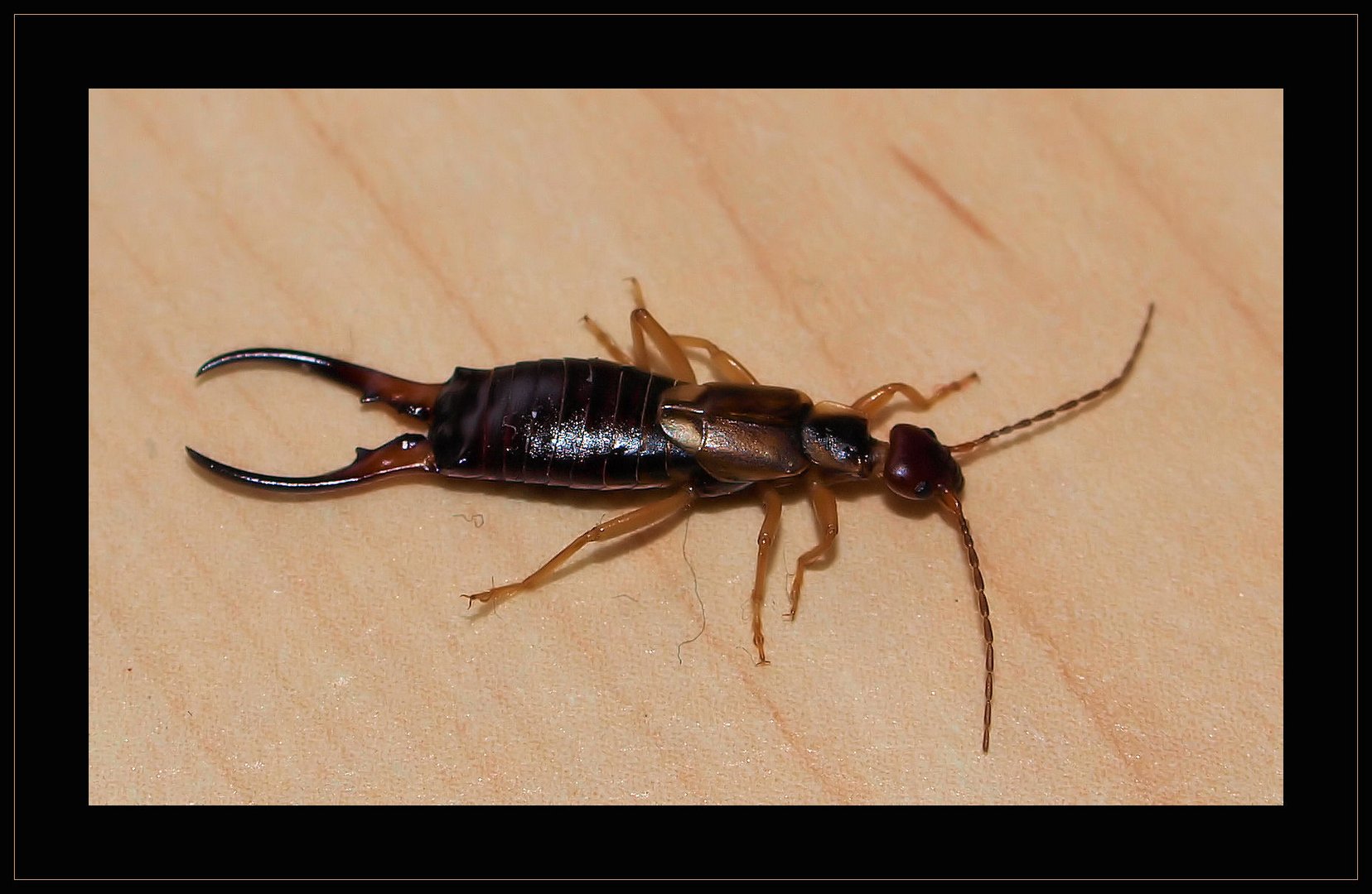 Zwicker ...;) Foto & Bild | tiere, wildlife, insekten Bilder auf ...