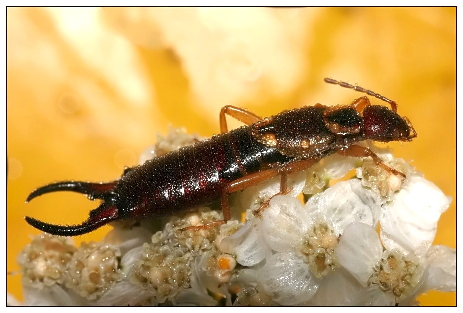 Zwicker Foto & Bild | tiere, wildlife, insekten Bilder auf fotocommunity