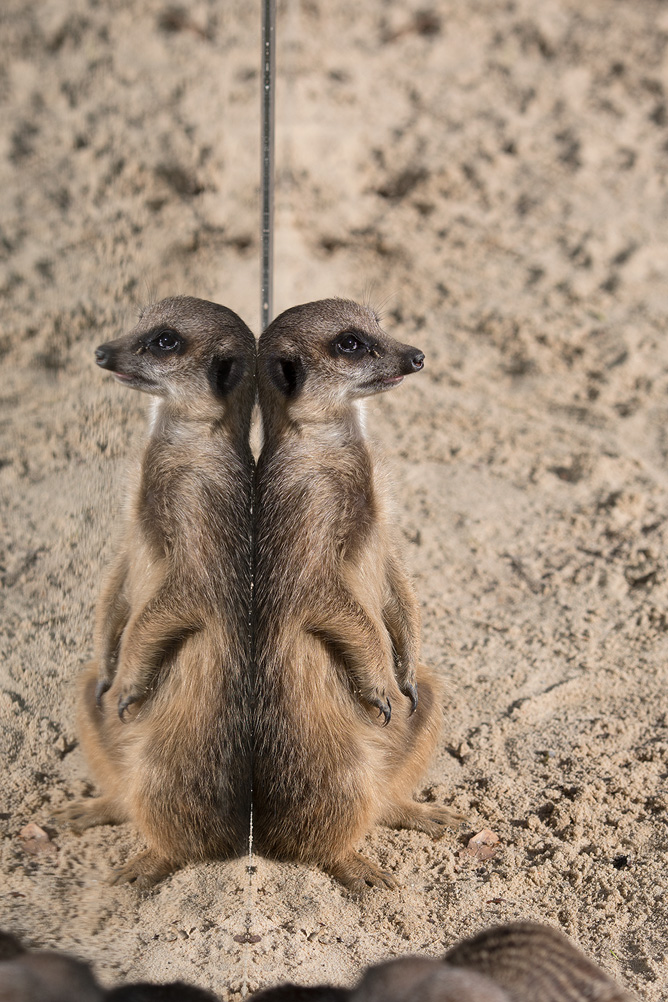 Zwilling Foto & Bild | zoo, spiegelung, tiere Bilder auf fotocommunity