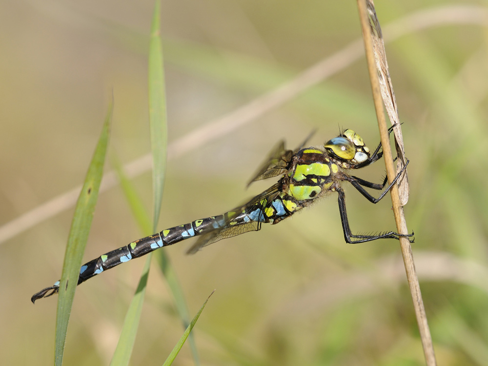 Zwischen den Halmen Foto & Bild | tiere, wildlife, libellen Bilder auf ...