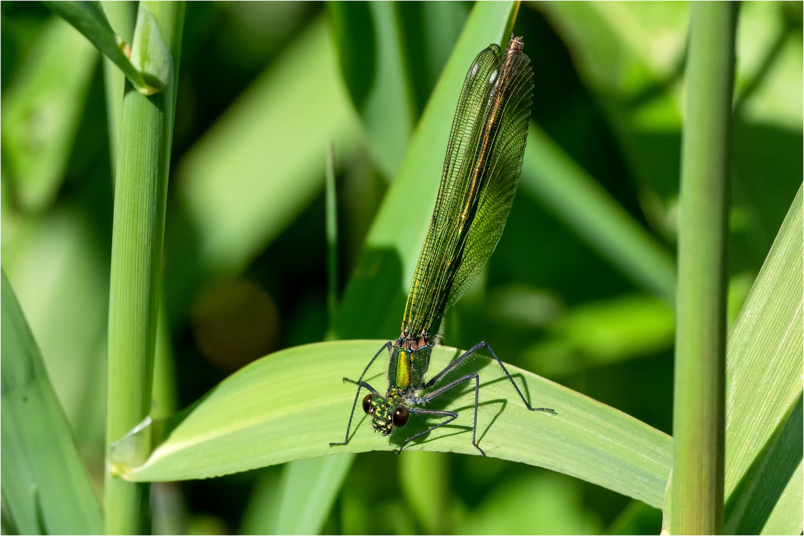 zwischen zwei Halmen auf einem Blatt ..... Foto & Bild | tiere ...