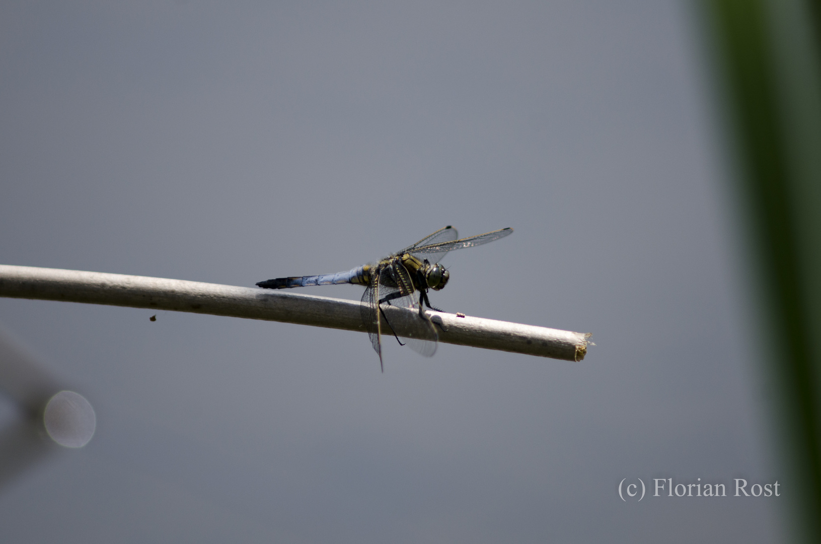 Zwischenhalt Libelle Foto & Bild | tiere, wildlife, libellen Bilder auf ...