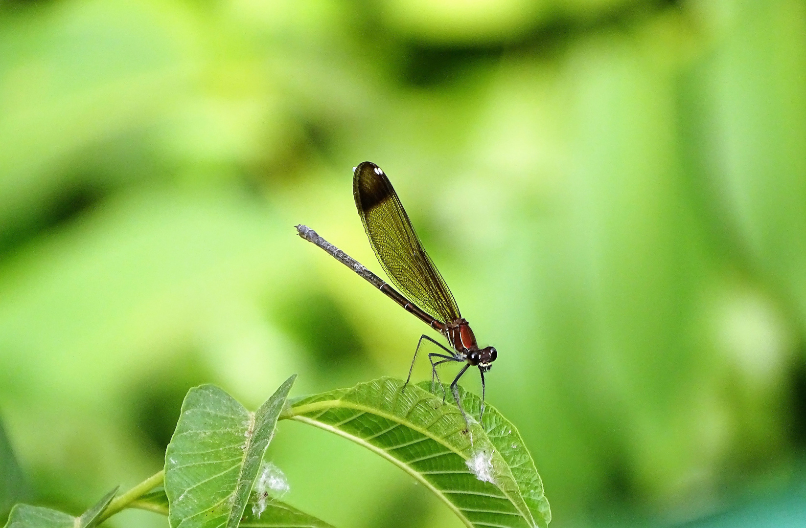 Zygoptera, caballito del diablo Imagen & Foto | spezial, sommer, natur ...