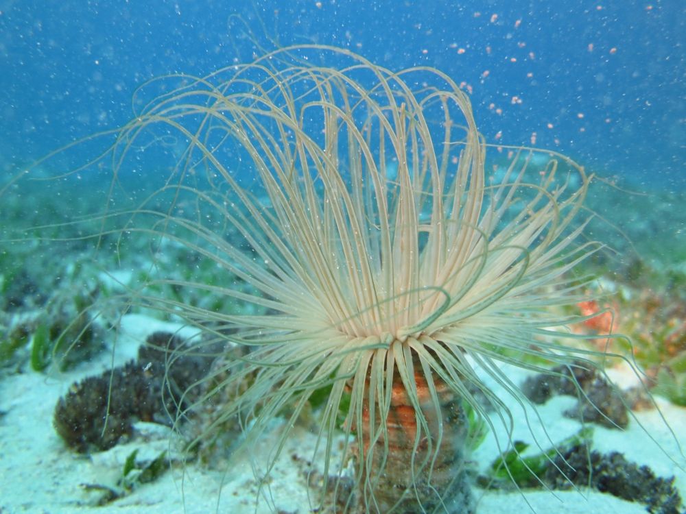 Zylinder-Rose Foto & Bild | unterwasser , natur Bilder auf fotocommunity