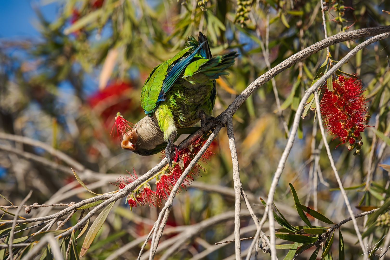 Zylinderputzerbaum rupfen Foto & Bild | europe, canary islands die ...