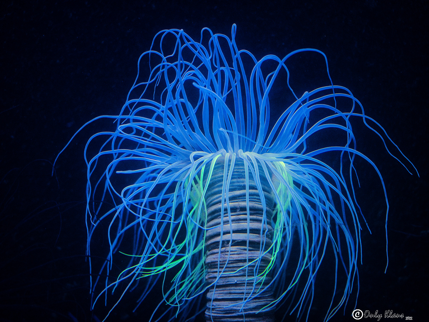 Zylinderrose Foto & Bild | world, spezial, licht Bilder auf fotocommunity