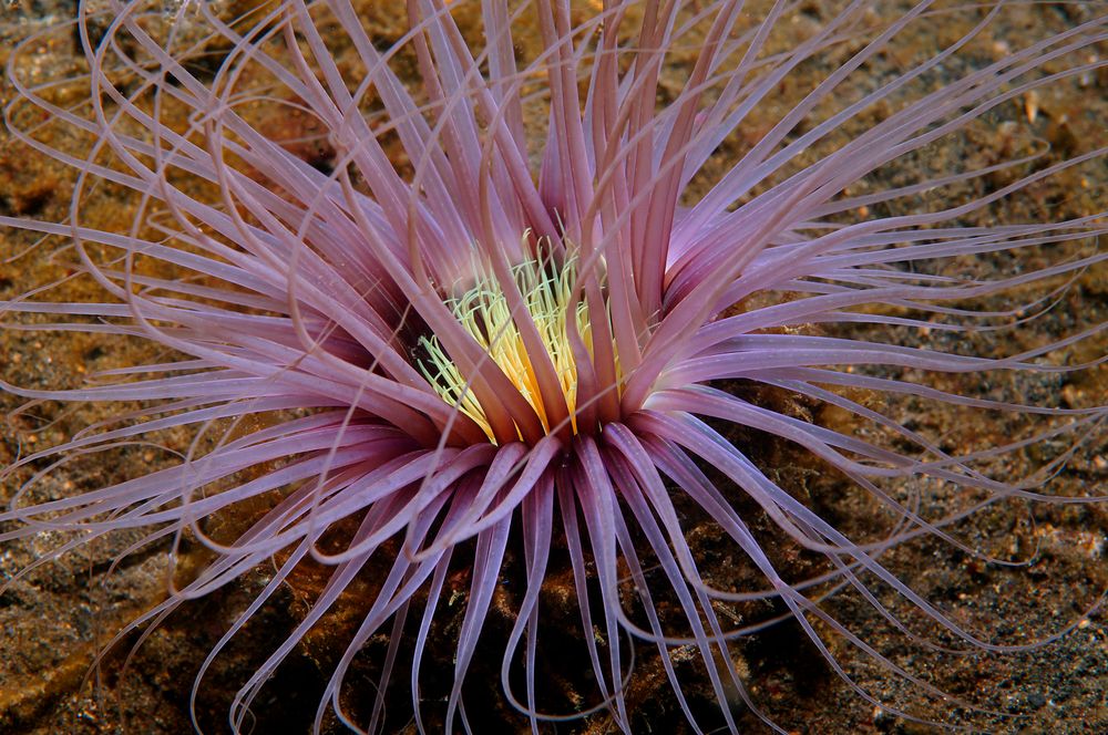Zylinderrose Foto & Bild | unterwasser, uw-salzwasser, natur-kreativ ...